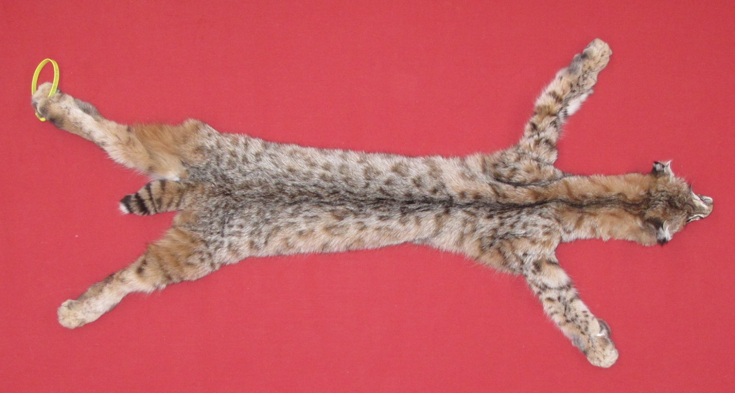 Tanned Furs : BOBCAT - TAXIDERMY QUALITY (6207-0351) : hideandfur.com