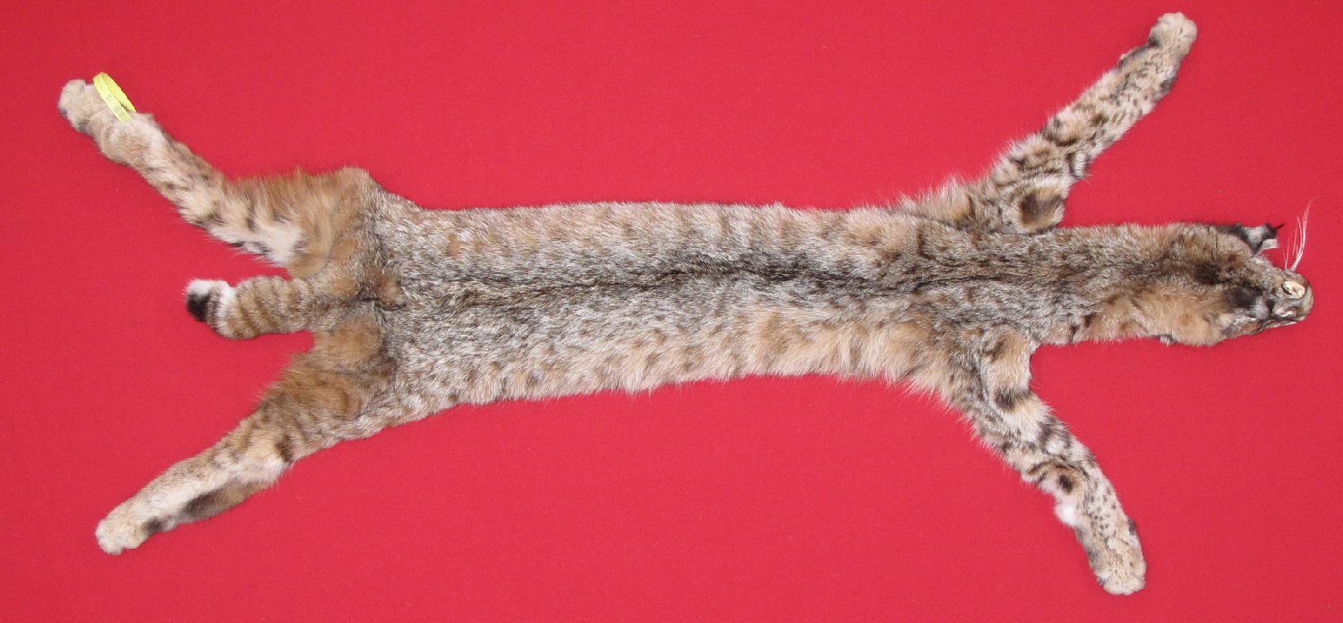 Tanned Furs : BOBCAT - TAXIDERMY QUALITY (6207-0375) : hideandfur.com