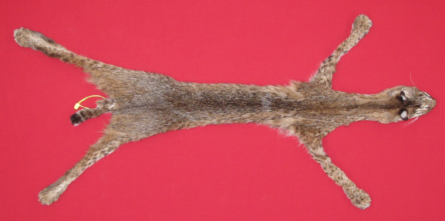 Tanned Furs : BOBCAT - TAXIDERMY QUALITY (6207-0378) : hideandfur.com