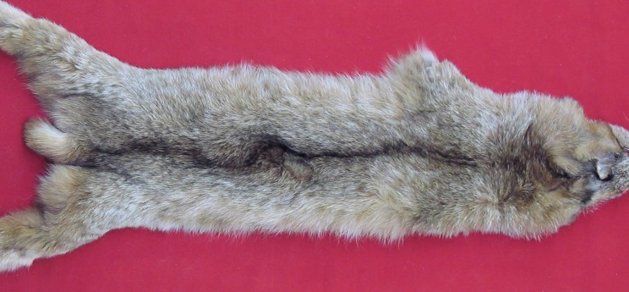 Tanned Furs : CANADIAN LYNX (6210-0198) : hideandfur.com