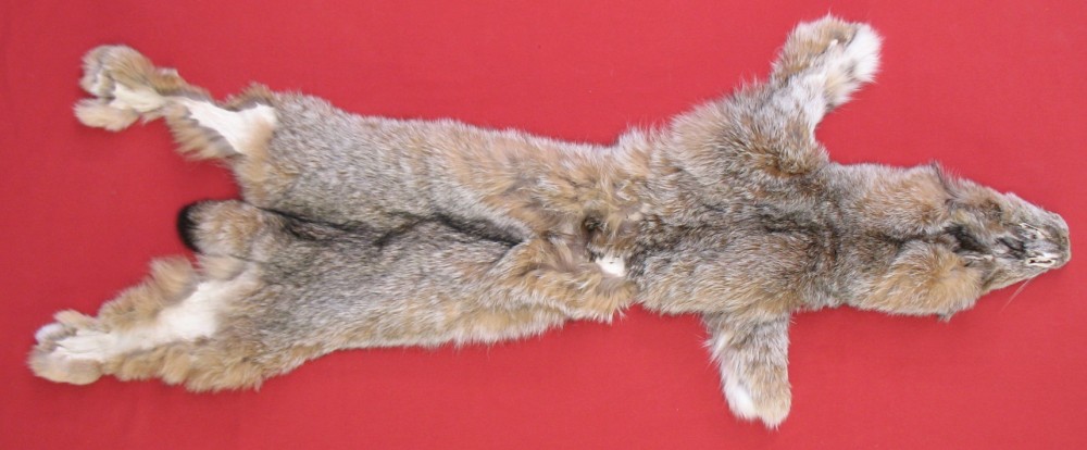 Tanned Furs : CANADIAN LYNX (6210-0263) : hideandfur.com