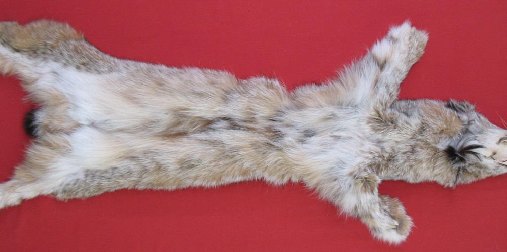 Tanned Furs : CANADIAN LYNX (6210-0263) : hideandfur.com