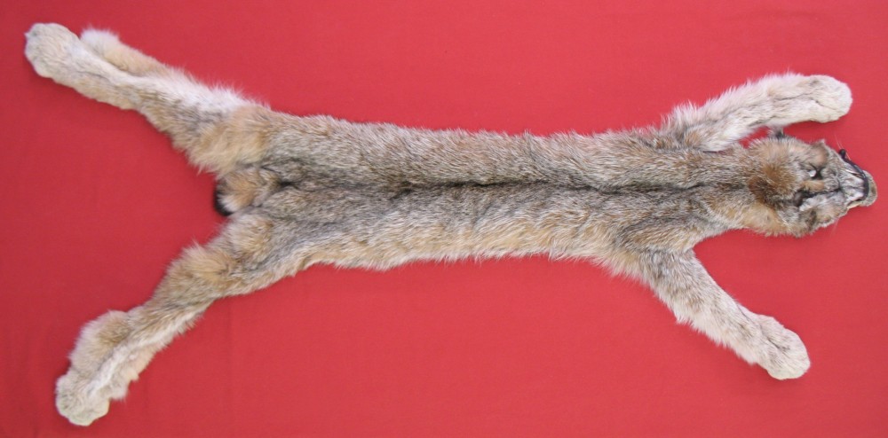 Tanned Furs : CANADIAN LYNX (6210-0274) : hideandfur.com