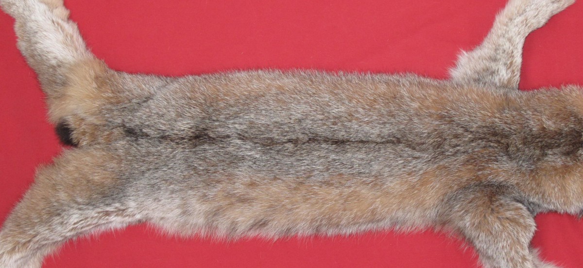Tanned Furs : CANADIAN LYNX (6210-0280) : hideandfur.com