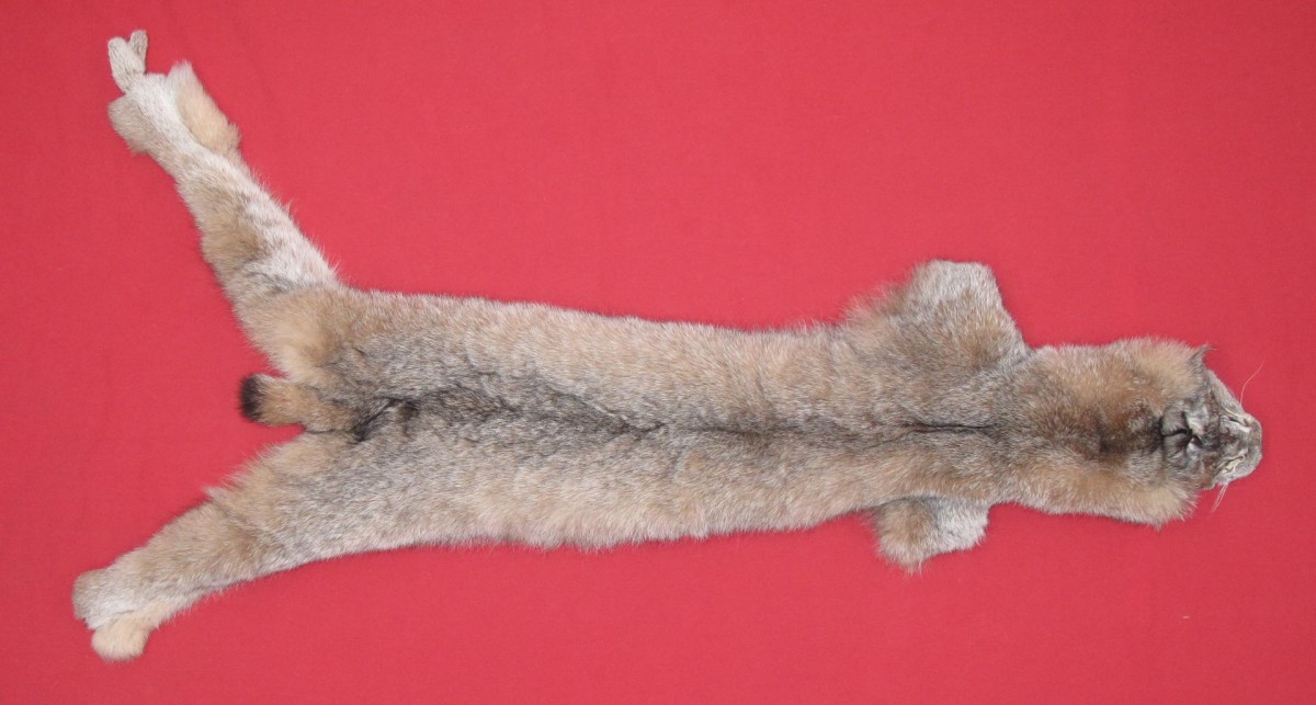 Tanned Furs : CANADIAN LYNX (6210-0285) : hideandfur.com