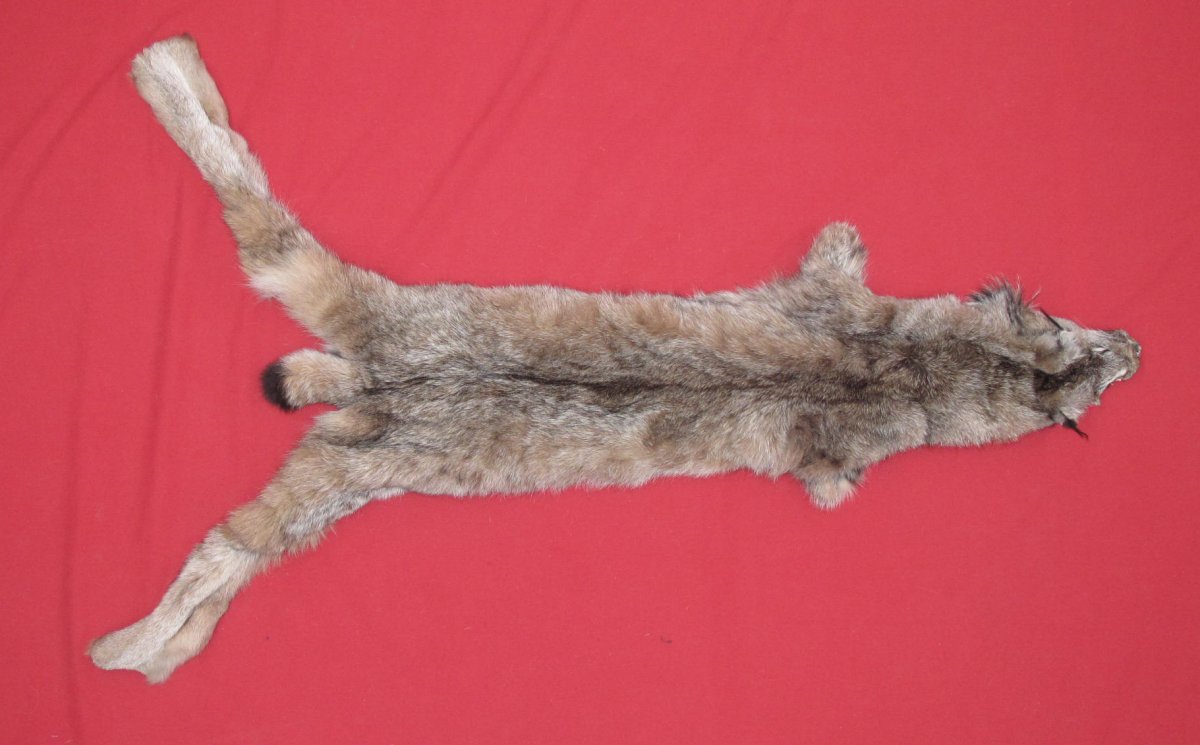 Tanned Furs : CANADIAN LYNX (6210-0300) : hideandfur.com