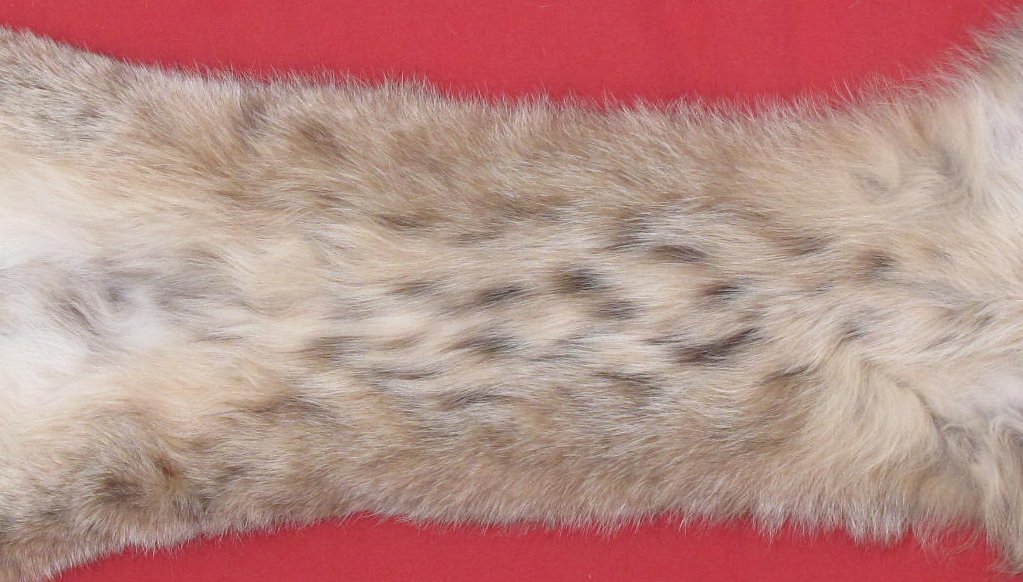 Tanned Furs : CANADIAN LYNX (6210-0303) : hideandfur.com