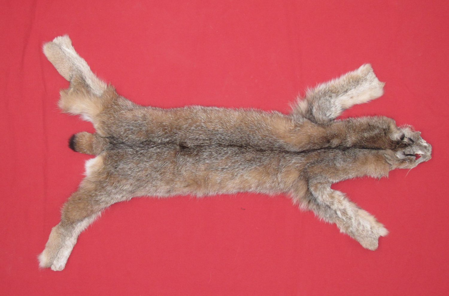 Tanned Furs : CANADIAN LYNX (6210-0304) : hideandfur.com
