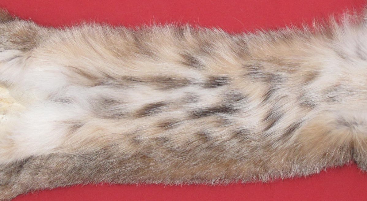 Tanned Furs : CANADIAN LYNX (6210-0304) : hideandfur.com
