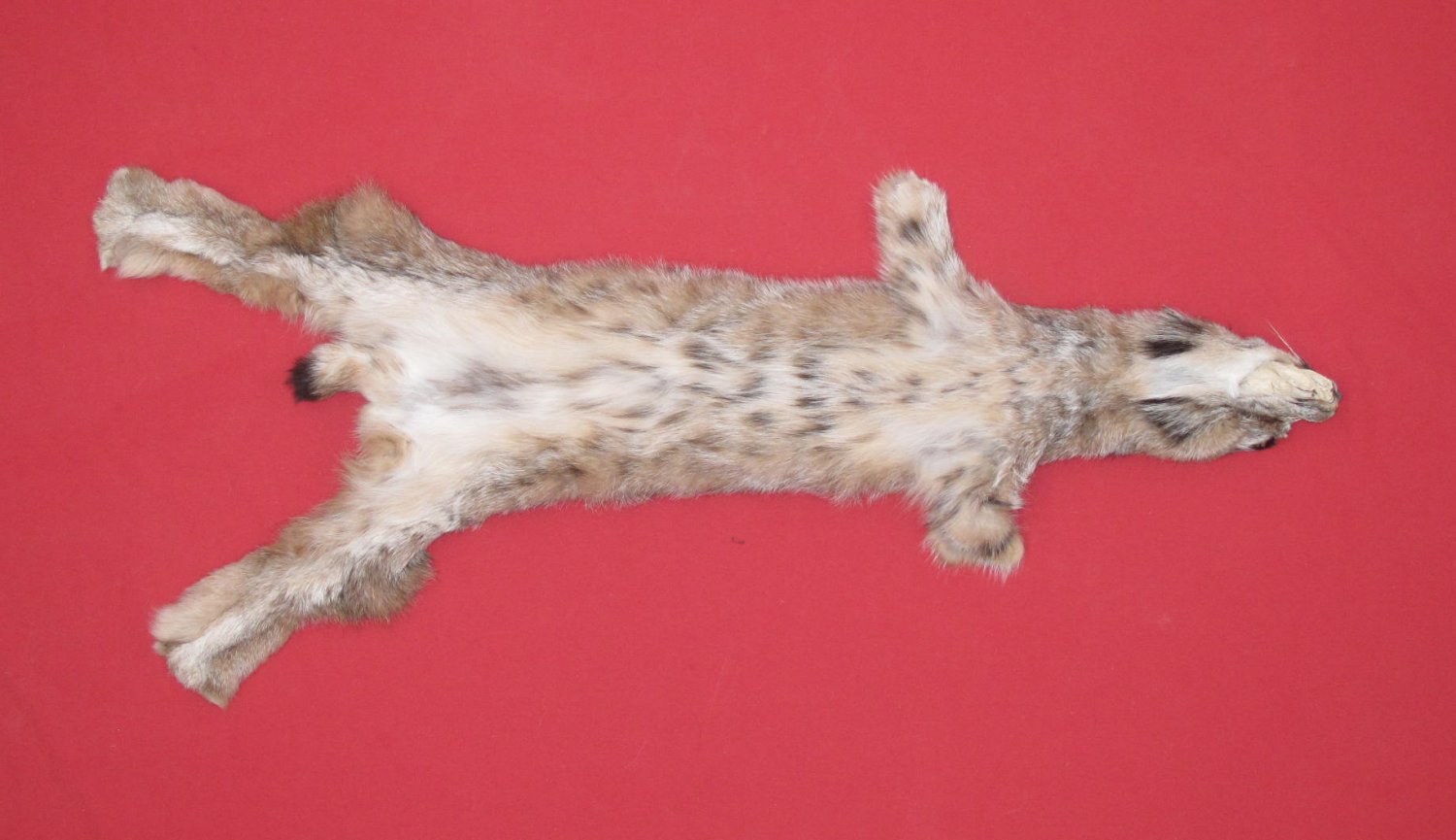 Tanned Furs : CANADIAN LYNX (6210-0306) : hideandfur.com