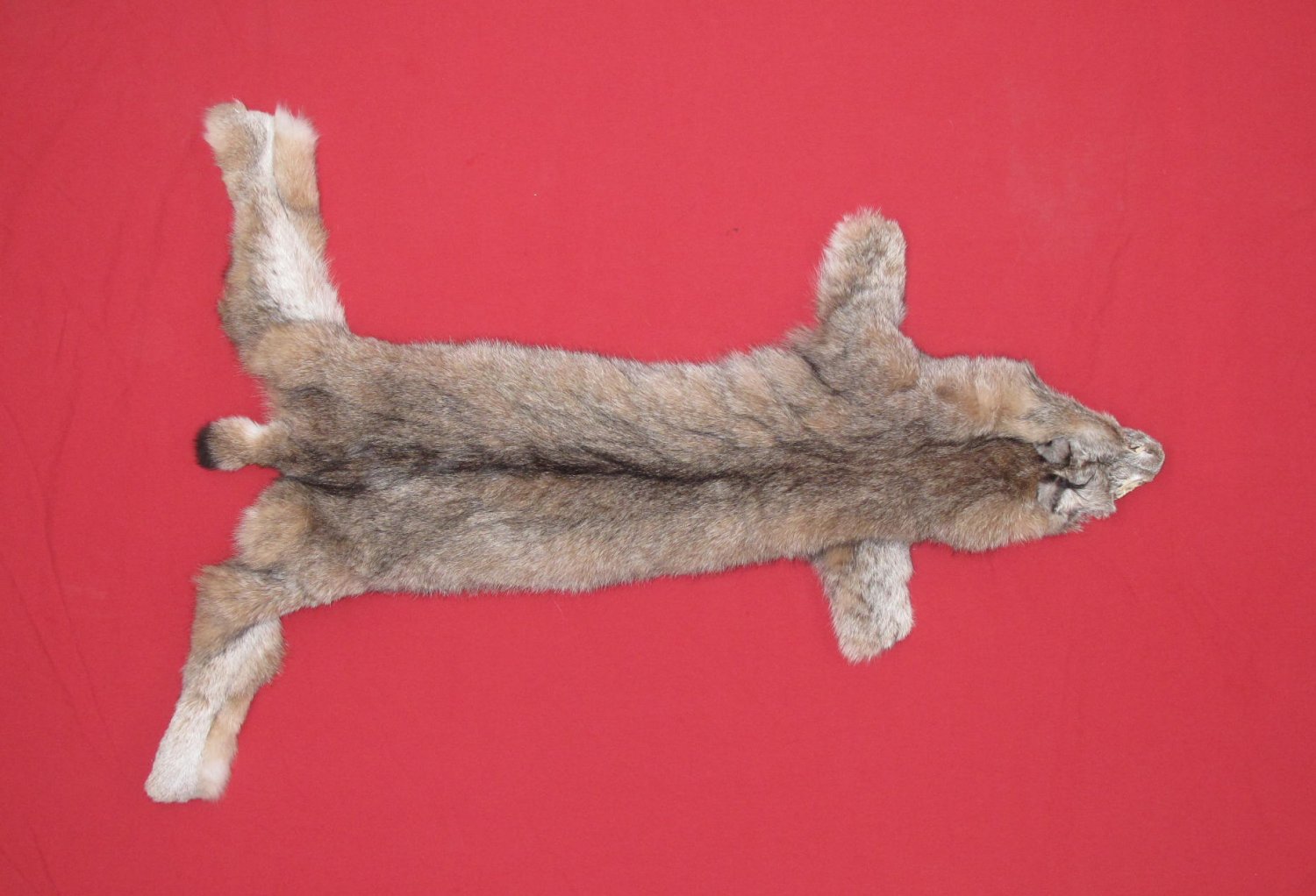 Tanned Furs : CANADIAN LYNX (6210-0315) : hideandfur.com