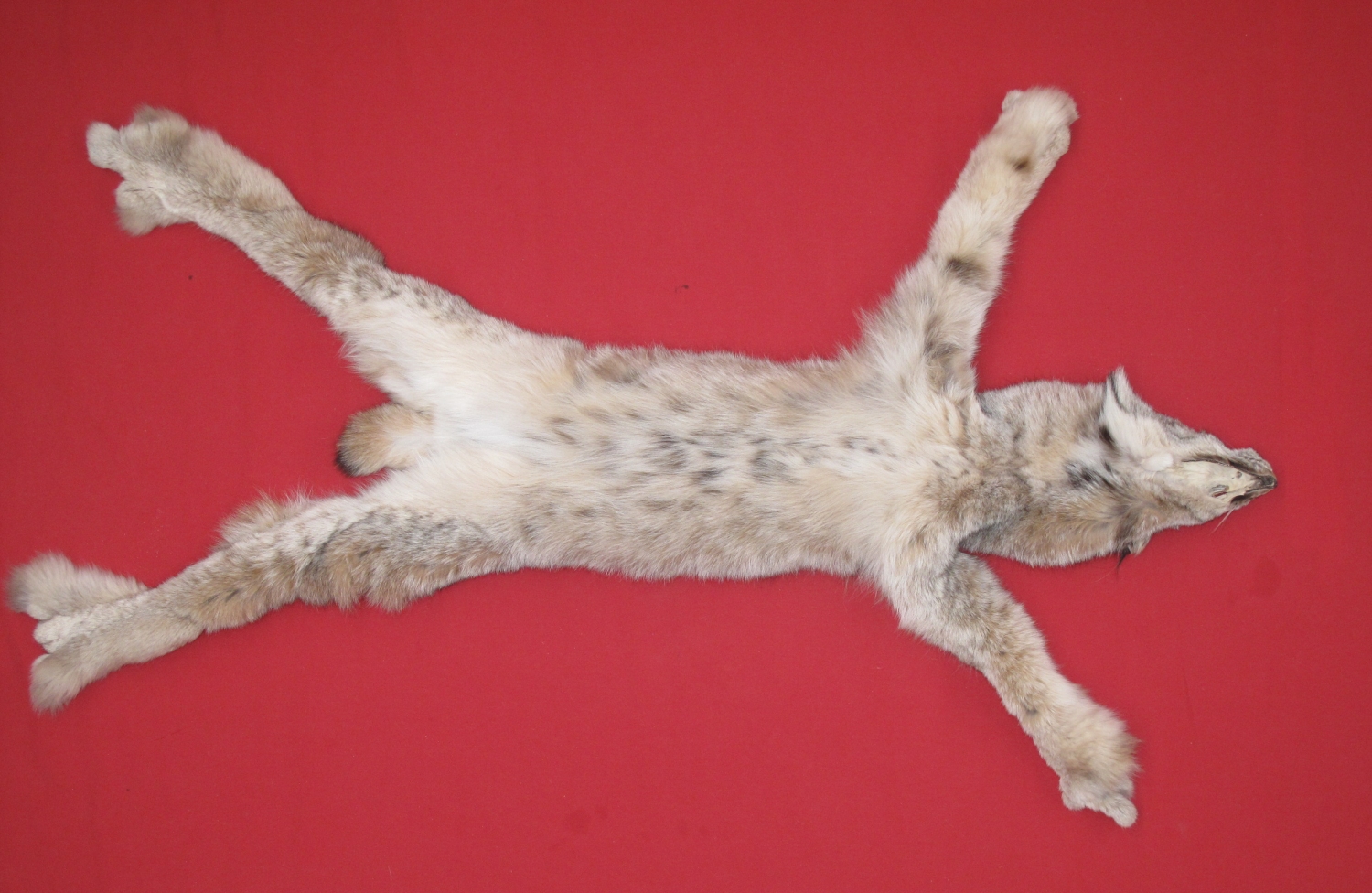 Tanned Furs : CANADIAN LYNX (6210-0343) : hideandfur.com