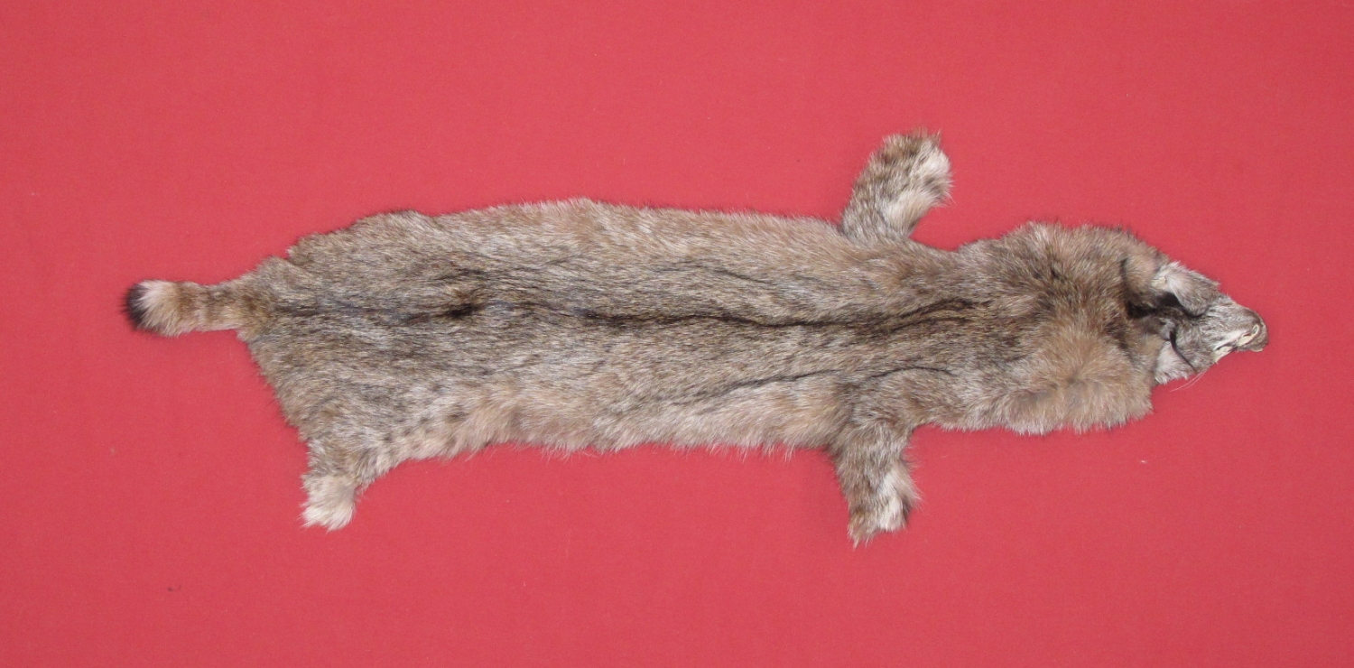 Tanned Furs : CANADIAN LYNX (6210-0384) : hideandfur.com