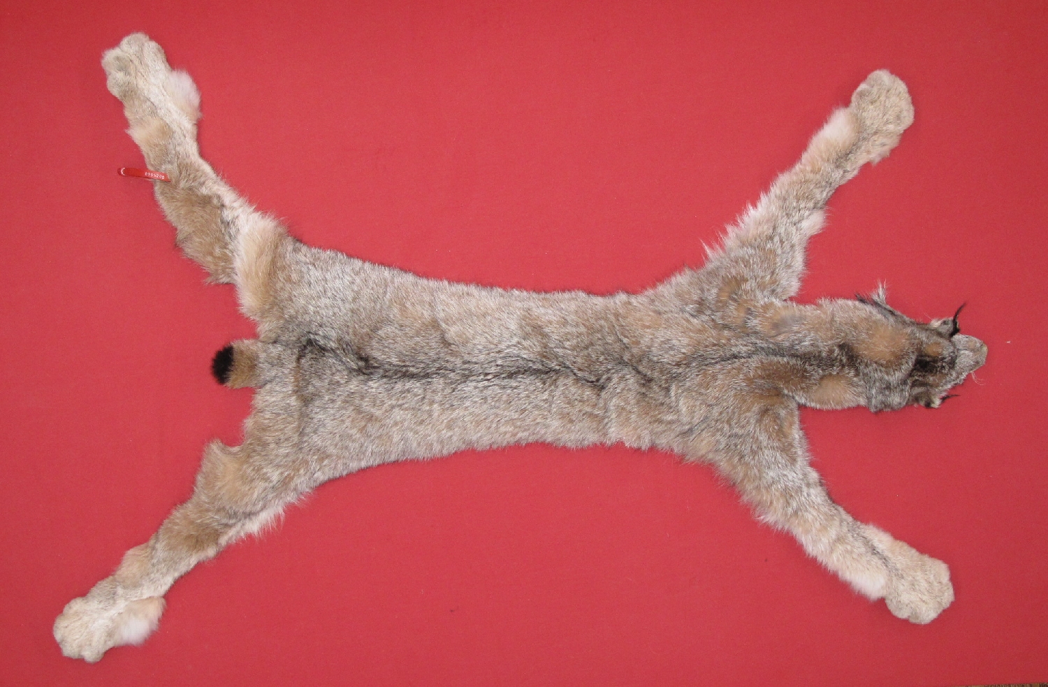 Tanned Furs : CANADIAN LYNX (6210-0394) : hideandfur.com