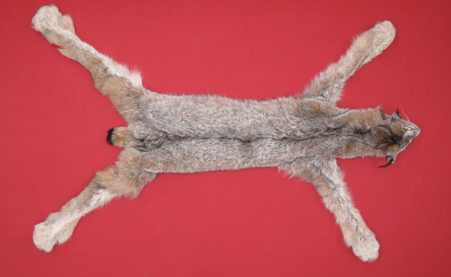 Tanned Furs CANADIAN LYNX TAXIDERMY QUALITY 6212 0077