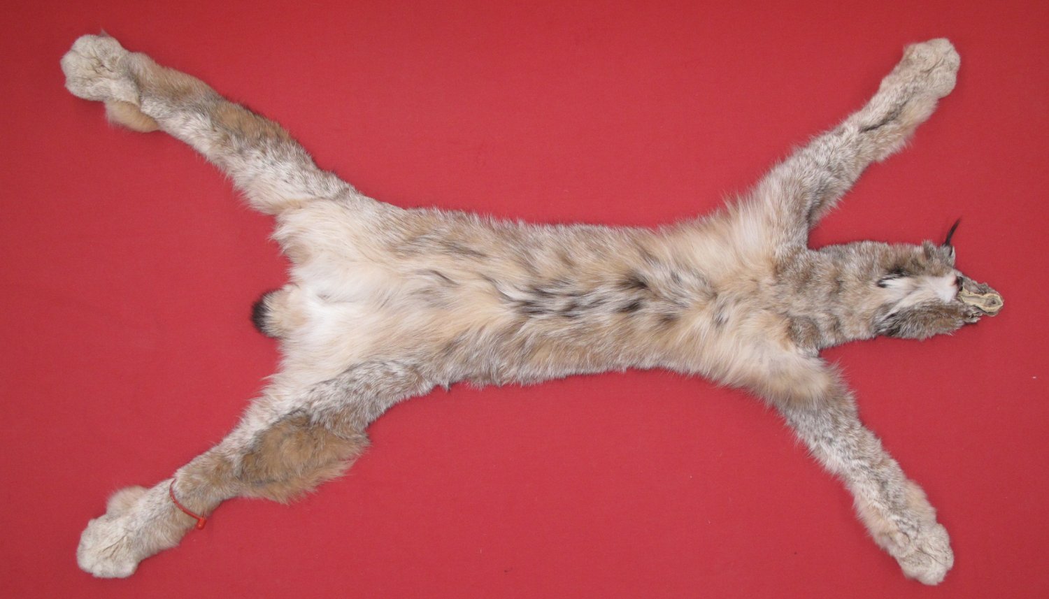 Tanned Furs : CANADIAN LYNX - TAXIDERMY QUALITY (6212-0089 ...