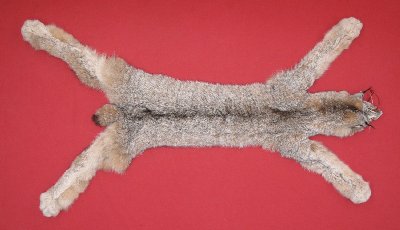 Tanned Taxidermy Canadian Lynx Hides, Furs, Pelts, Skins for sale by ...