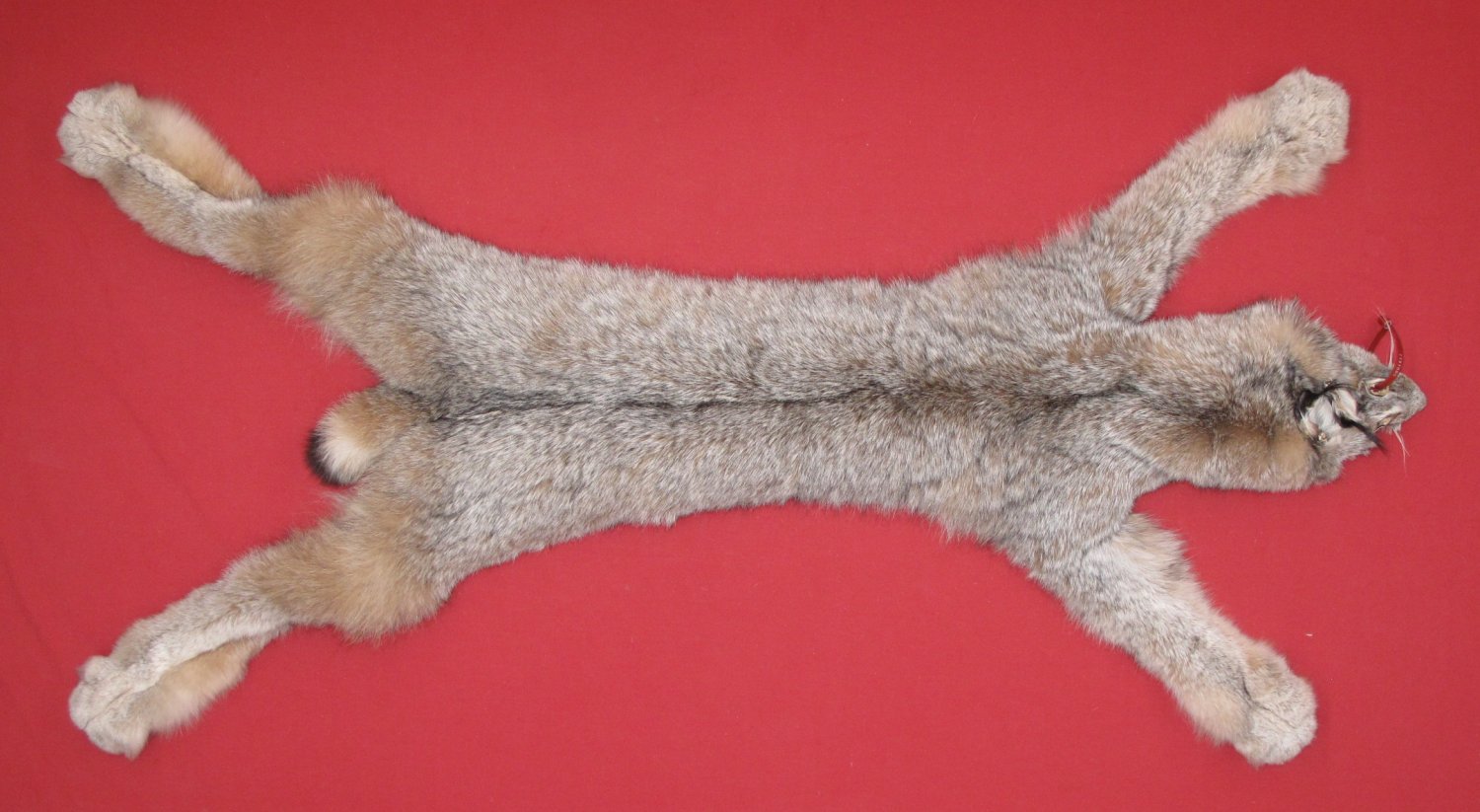 Tanned Furs : CANADIAN LYNX - TAXIDERMY QUALITY (6212-0094 ...