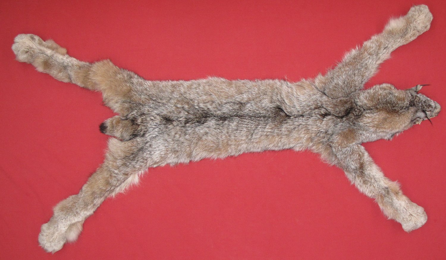Tanned Furs : CANADIAN LYNX - TAXIDERMY QUALITY (6212-0096 ...