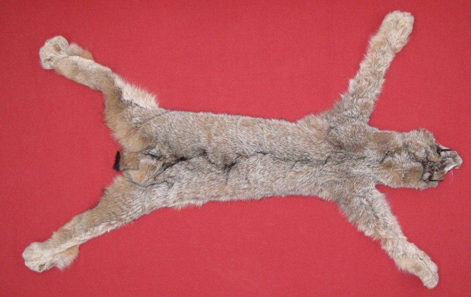 Tanned Furs : CANADIAN LYNX - TAXIDERMY QUALITY (6212-0097 ...