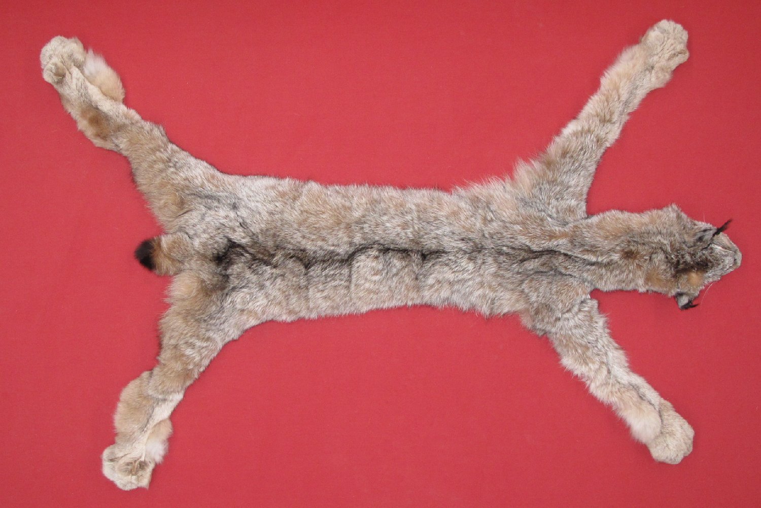 Tanned Furs : CANADIAN LYNX - TAXIDERMY QUALITY (6212-0100 ...