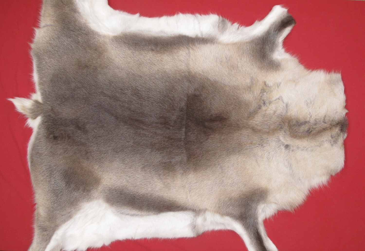 Tanned Furs : CARIBOU / REINDEER (6220-0040) : hideandfur.com