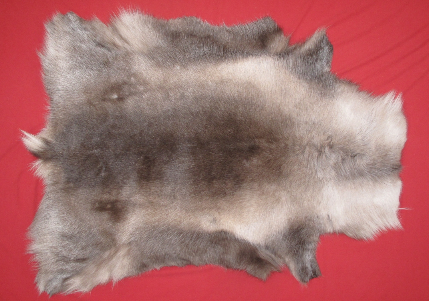 Tanned Furs : CARIBOU / REINDEER (6220-0048) : hideandfur.com