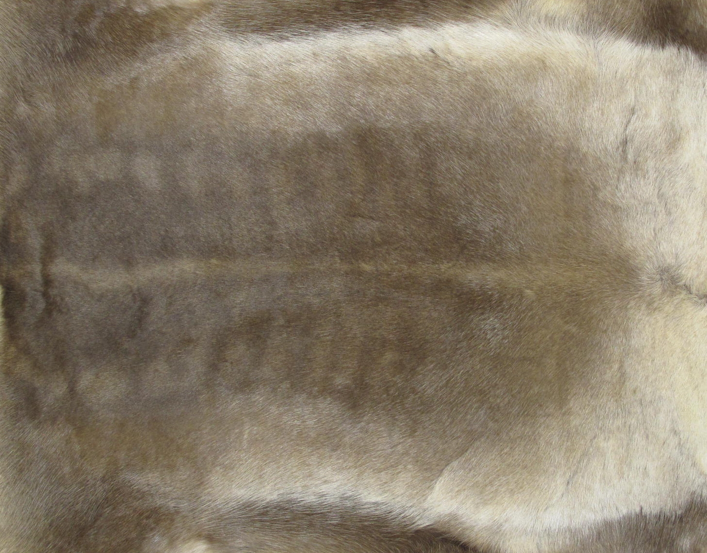 Tanned Furs : CARIBOU / REINDEER (6220-0055) : hideandfur.com