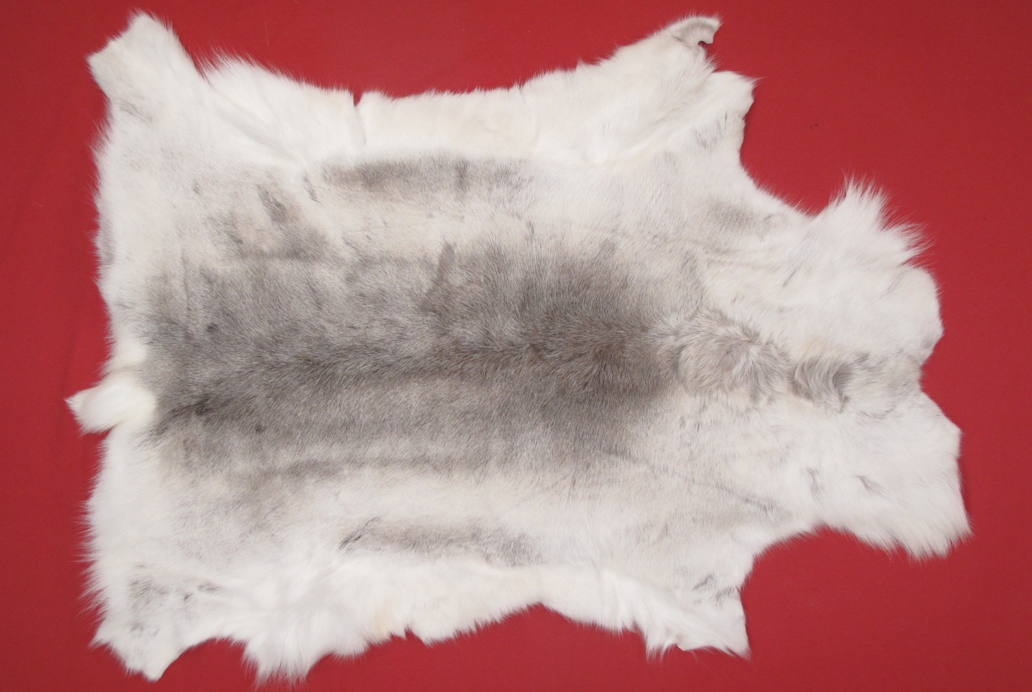 Tanned Furs : CARIBOU / REINDEER (6220-0065) : hideandfur.com