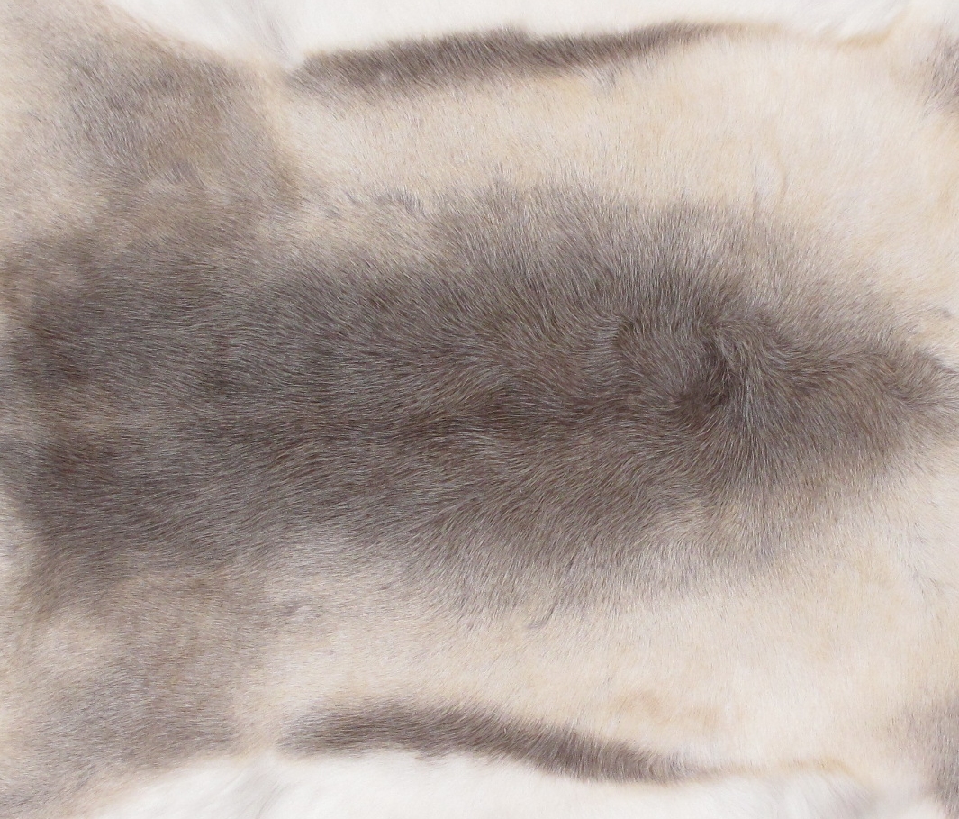 Tanned Furs : CARIBOU / REINDEER (6220-0070) : hideandfur.com