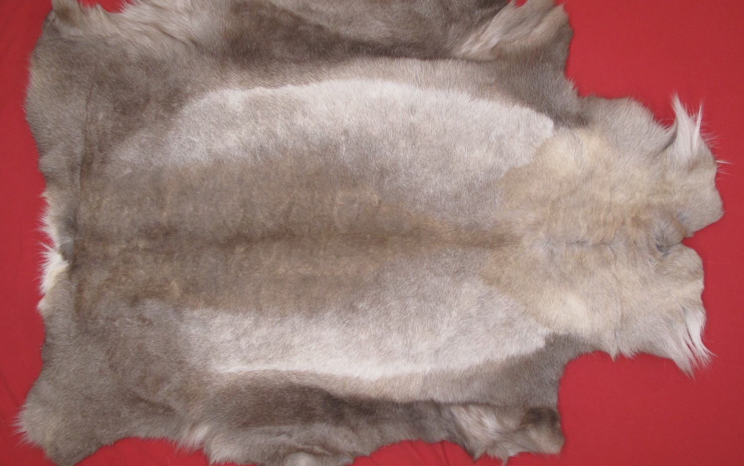 Tanned Furs : CARIBOU / REINDEER (6220-0089) : hideandfur.com