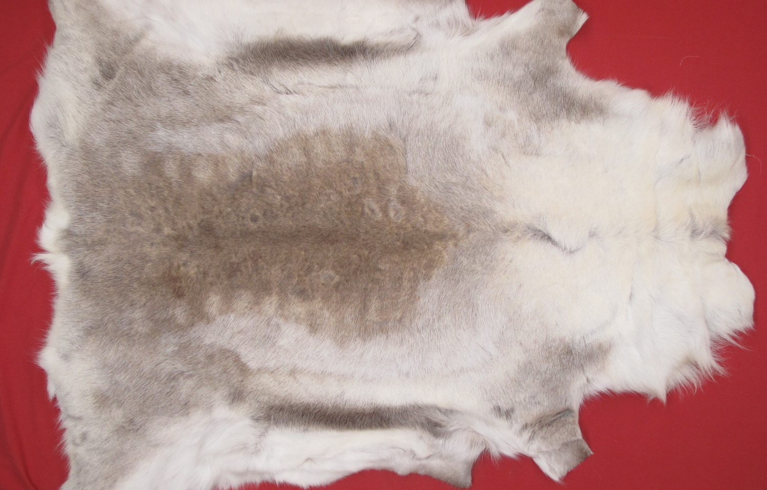 Tanned Furs : CARIBOU / REINDEER (6220-0094) : hideandfur.com