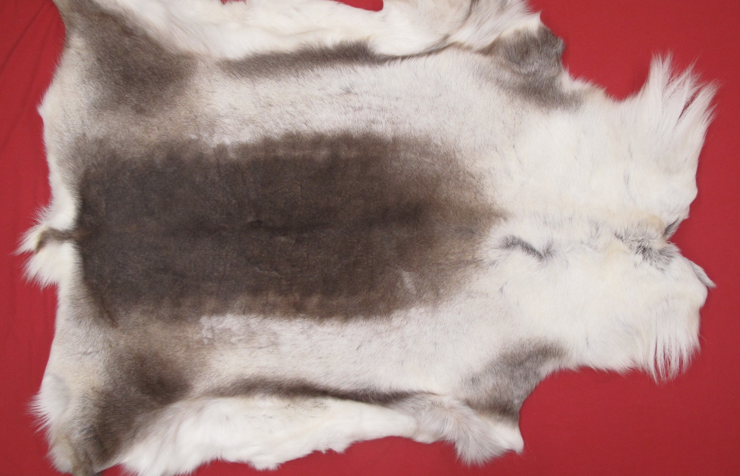 Tanned Furs : CARIBOU / REINDEER (6220-0095) : hideandfur.com
