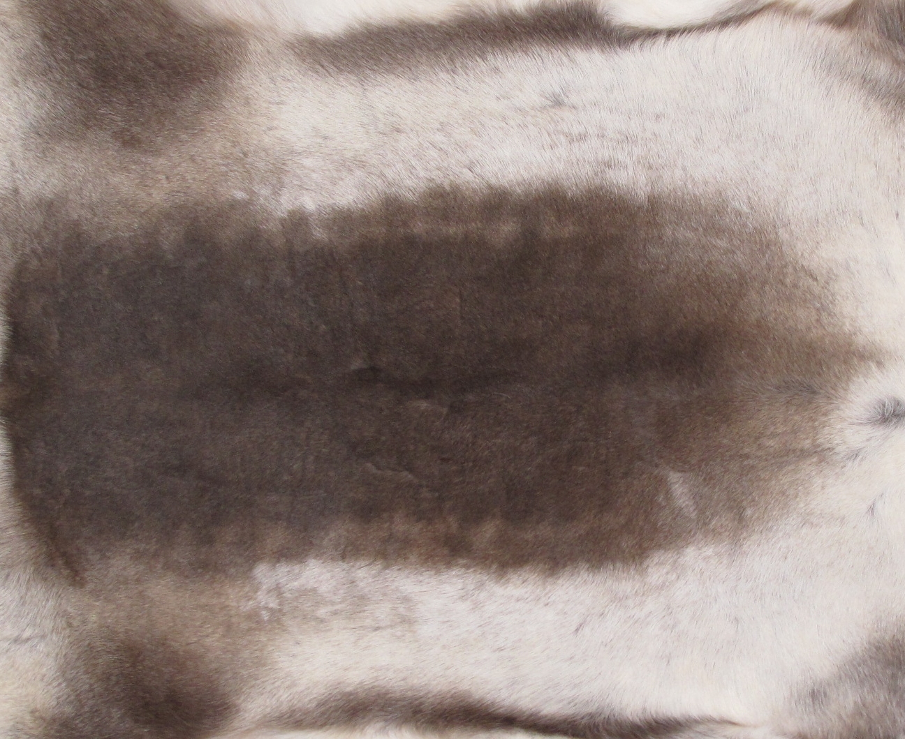 Tanned Furs : CARIBOU / REINDEER (6220-0095) : hideandfur.com