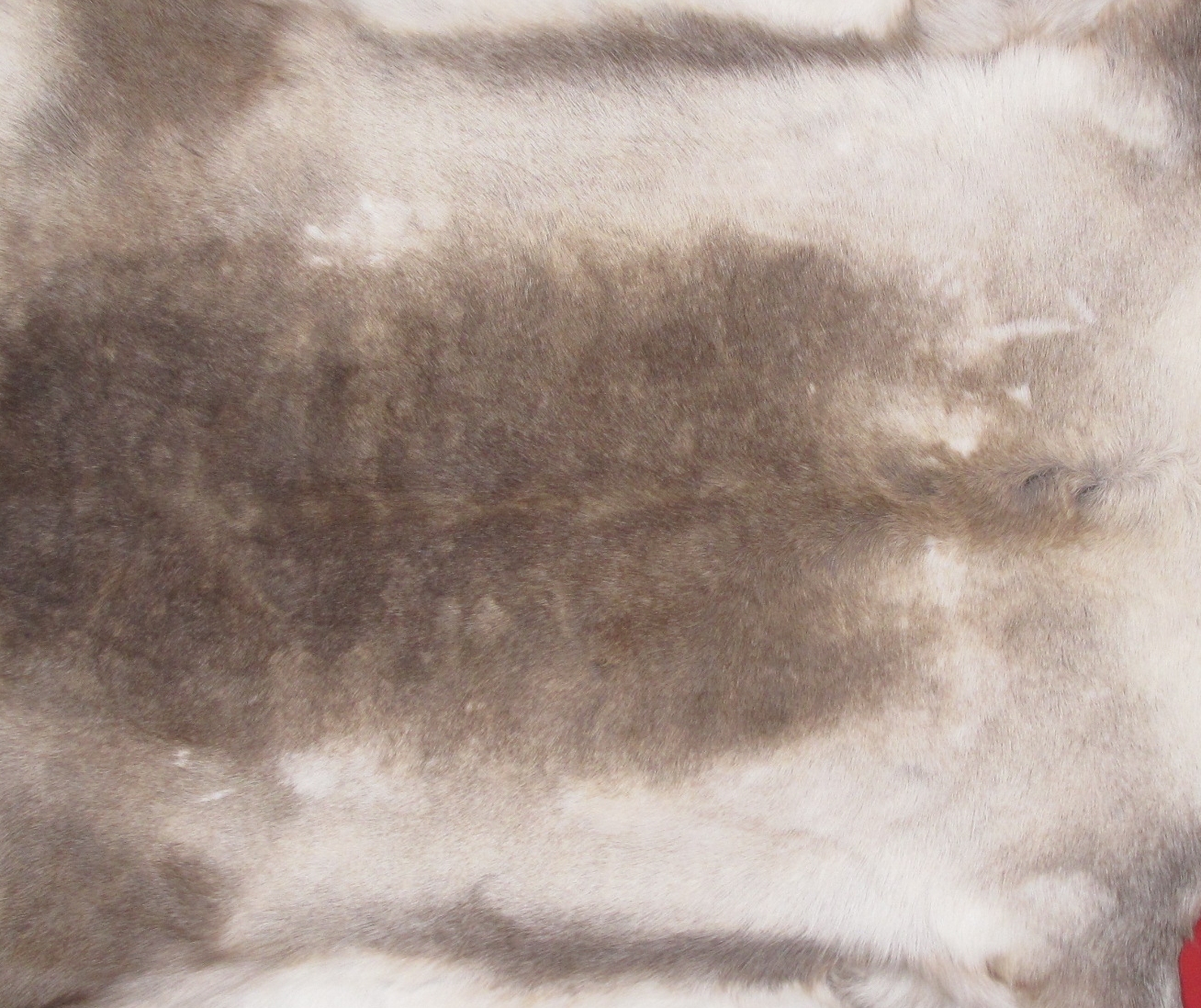 Tanned Furs : CARIBOU / REINDEER (6220-0130) : hideandfur.com