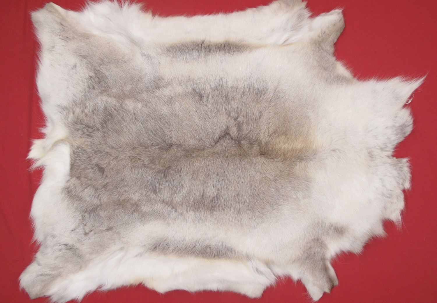 Tanned Furs : CARIBOU / REINDEER (6220-0157) : hideandfur.com