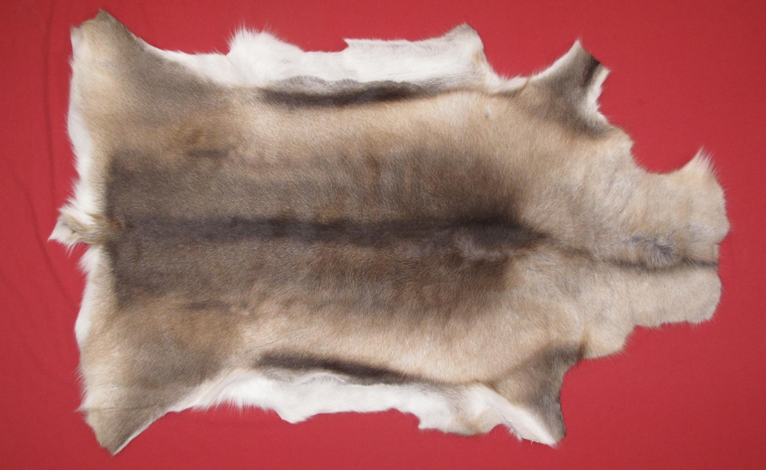 Tanned Furs : CARIBOU / REINDEER (6220-0164) : hideandfur.com
