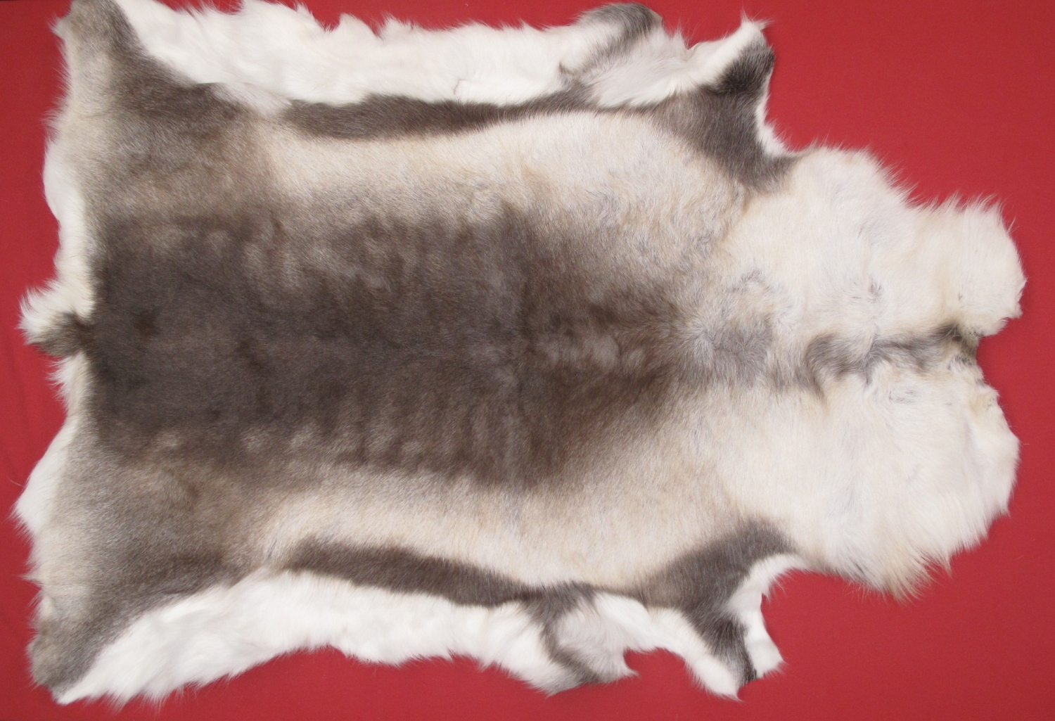 Tanned Furs : CARIBOU / REINDEER (6220-0175) : hideandfur.com