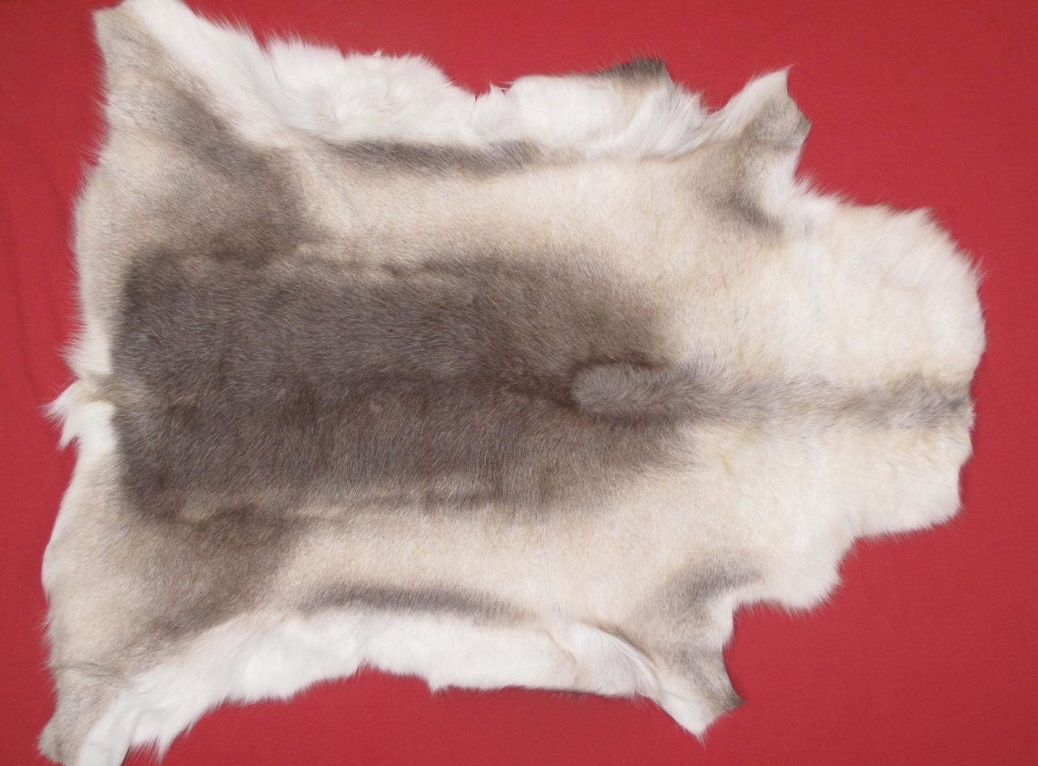 Tanned Furs : CARIBOU / REINDEER (6220-0178) : hideandfur.com