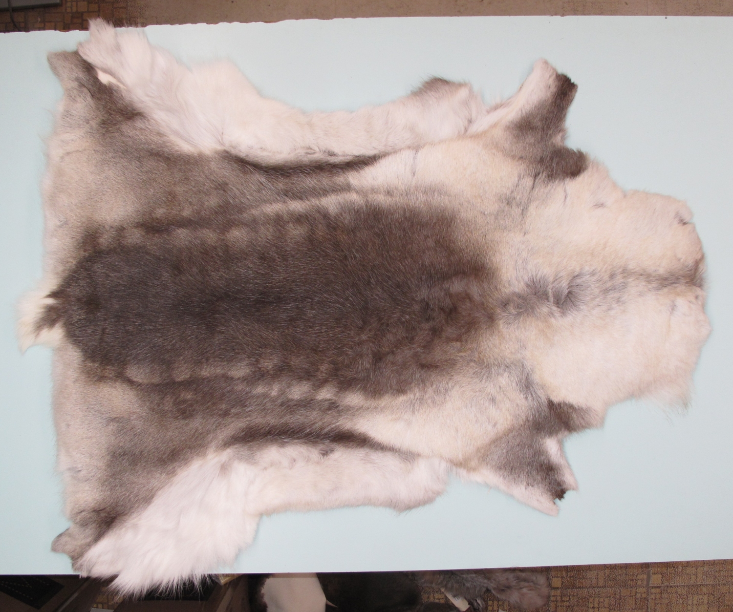 Tanned Furs : CARIBOU / REINDEER (6220-0193) : hideandfur.com
