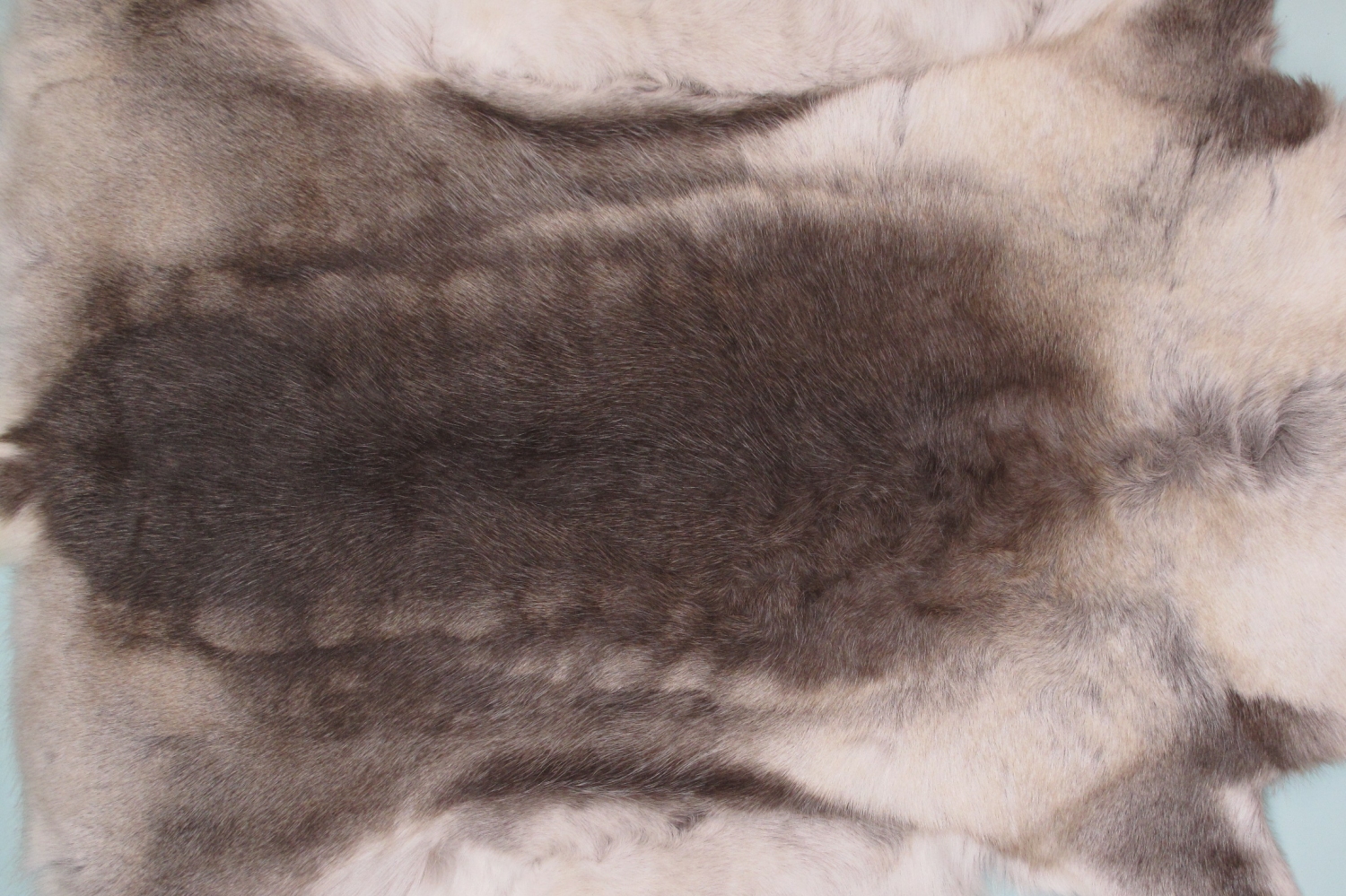 Tanned Furs : CARIBOU / REINDEER (6220-0193) : hideandfur.com