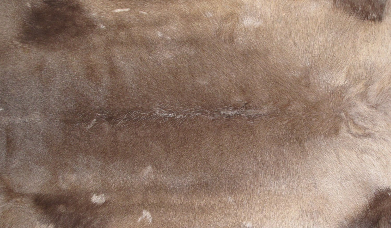 Tanned Furs : CARIBOU / REINDEER (6220-0233) : hideandfur.com