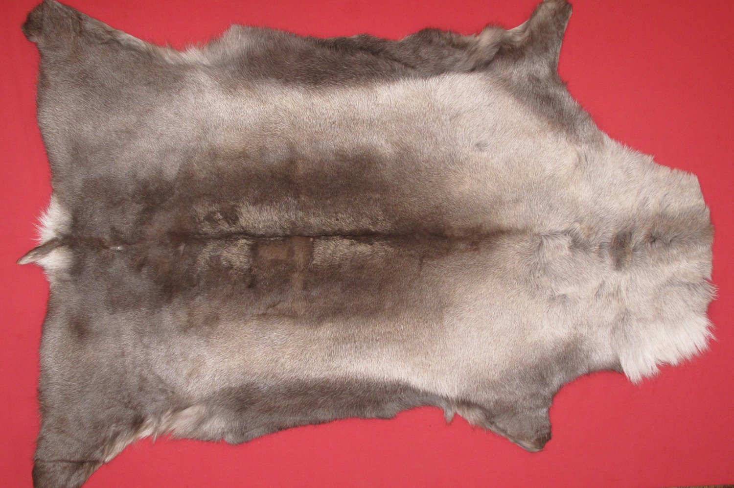 Tanned Furs : CARIBOU / REINDEER (6220-0242) : hideandfur.com