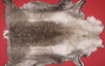 Tanned Furs : CARIBOU / REINDEER (6220-0246) : hideandfur.com