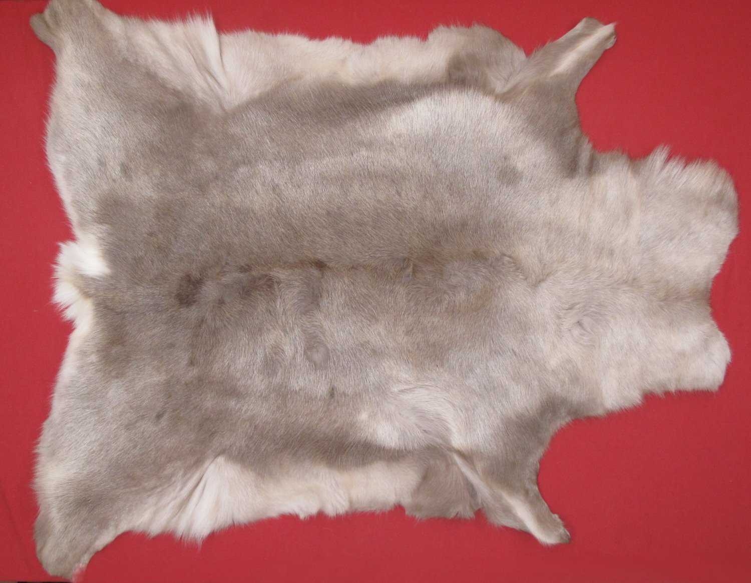 Tanned Furs : CARIBOU / REINDEER (6220-0247) : hideandfur.com