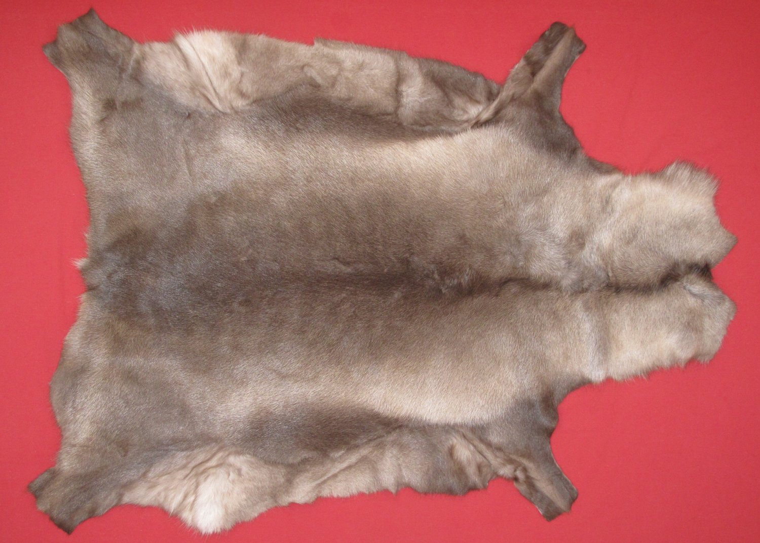 Tanned Furs : CARIBOU / REINDEER (6220-0250) : hideandfur.com