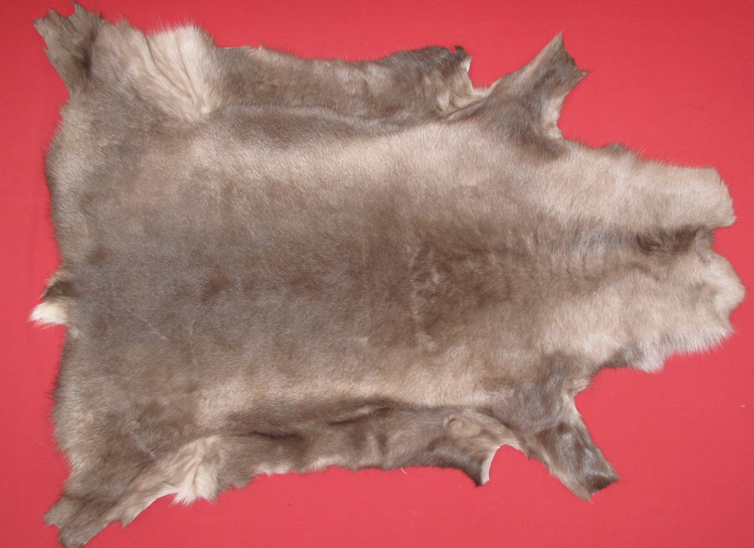 Tanned Furs : CARIBOU / REINDEER (6220-0257) : hideandfur.com