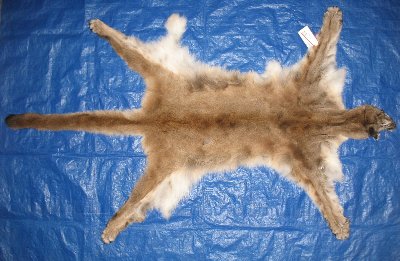 Tanned Cougar Mountain Lion Hides, Pelts, Skins for sale by www ...