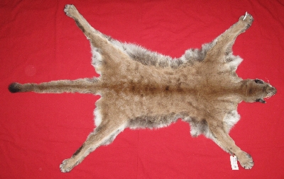 Tanned Cougar Mountain Lion Hides, Pelts, Skins for sale by www ...