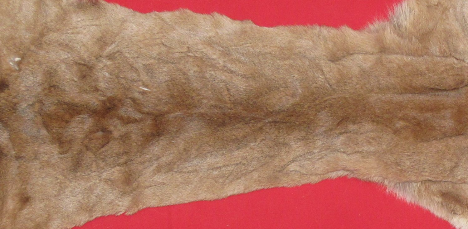 Tanned Furs : COUGAR (6340-0790) : hideandfur.com